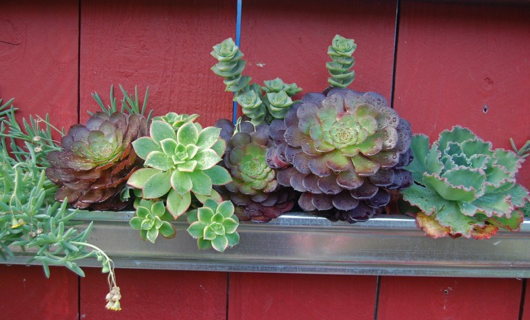 Succulents in the Gutter – Far Out Flora