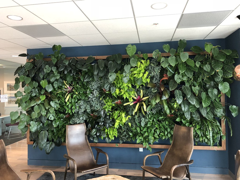 Monstera Monday – Far Out Flora